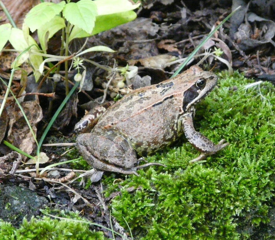 Common Frog | Canal Safari