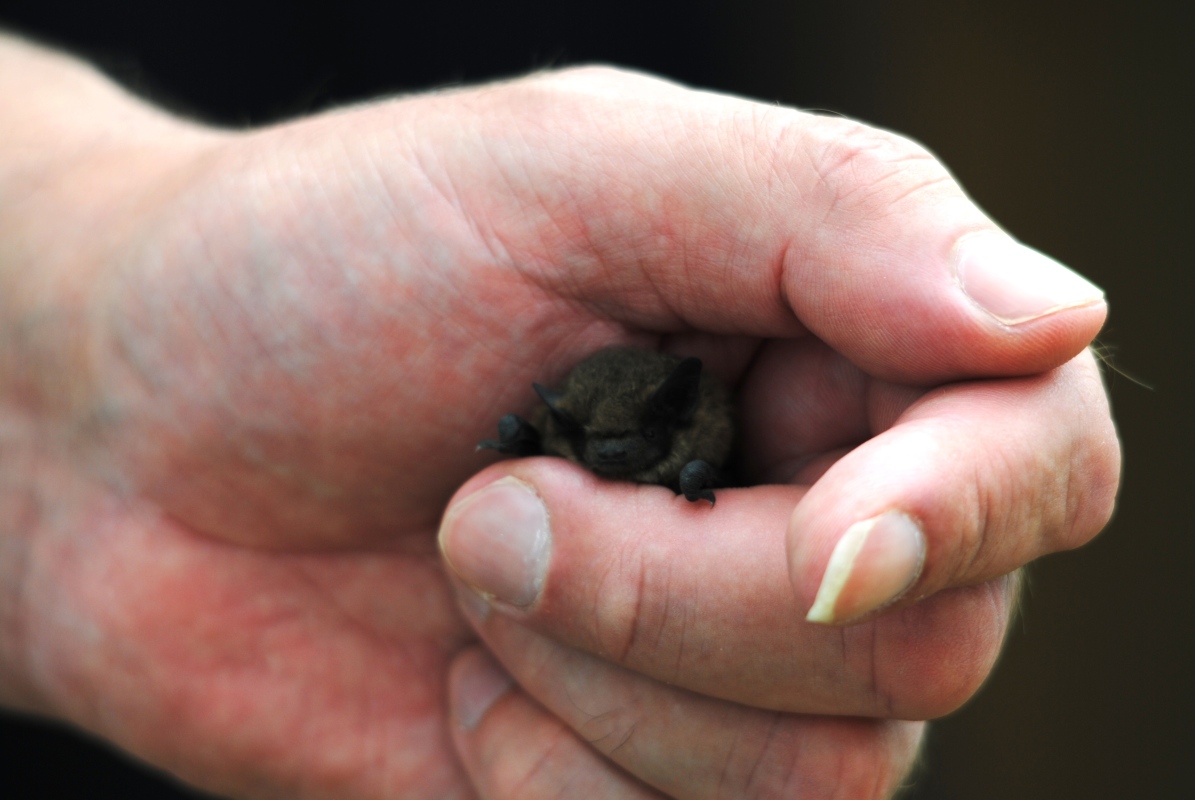 Common Pipistrelle Bat | Canal Safari