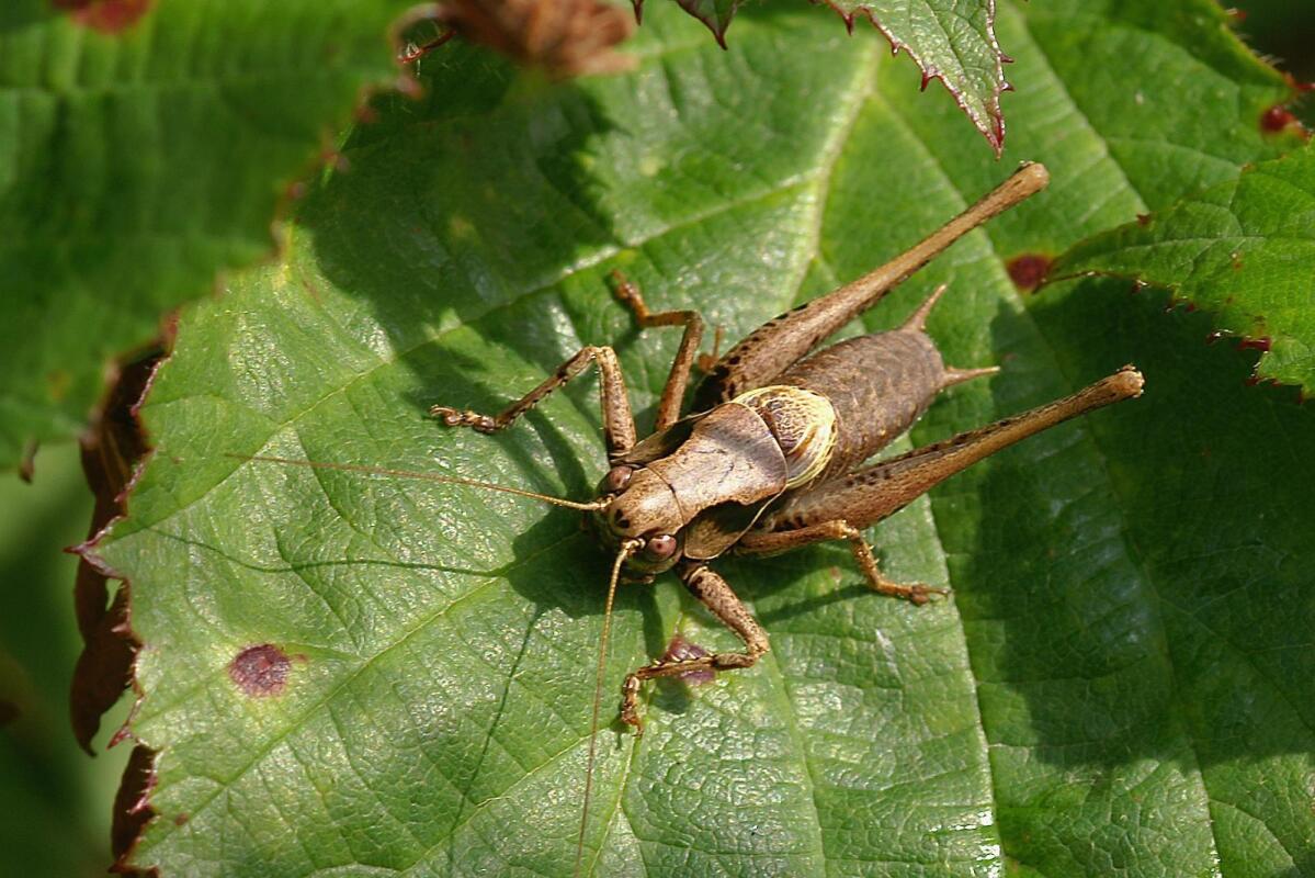 Dark bush-cricket | Canal Safari