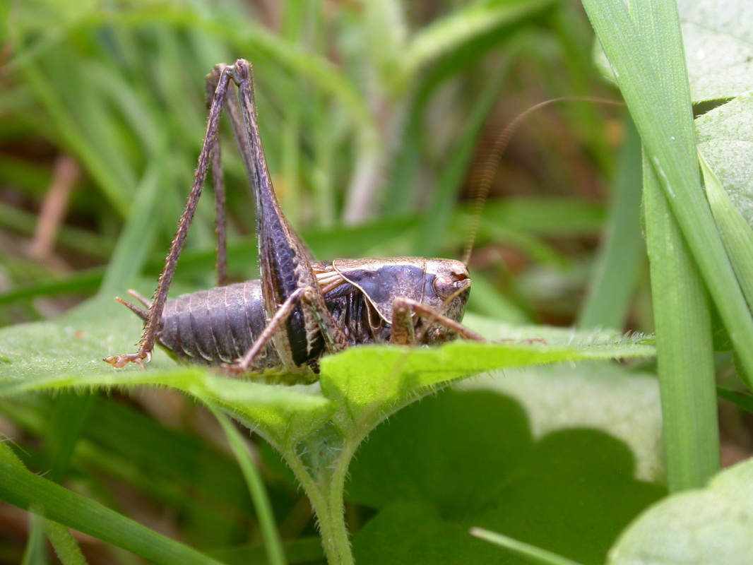 Dark bush-cricket | Canal Safari