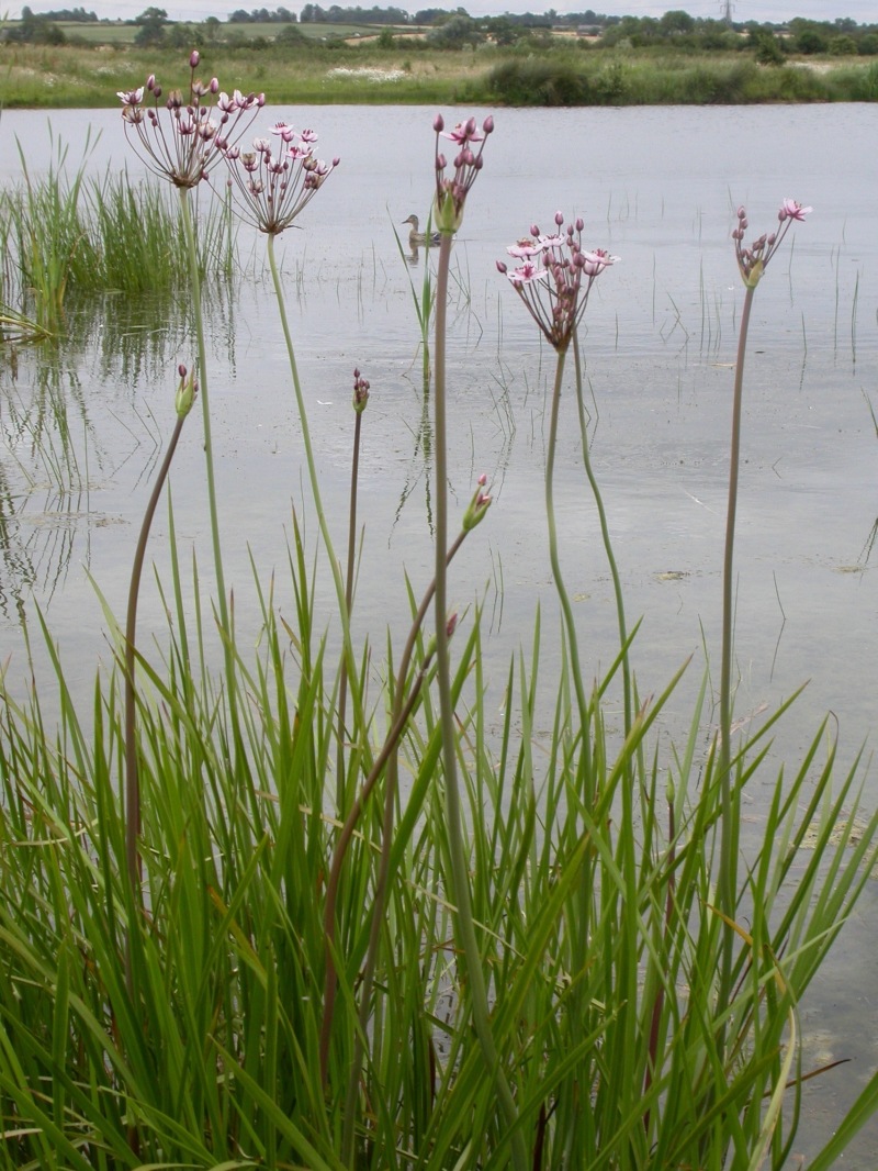 Flowering-rush | Canal Safari