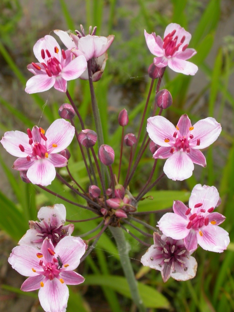 Flowering-rush | Canal Safari