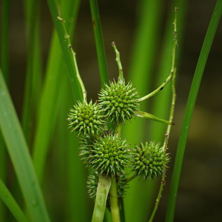 Species List | Canal Safari