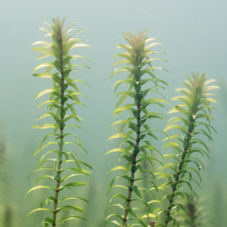 Species List | Canal Safari