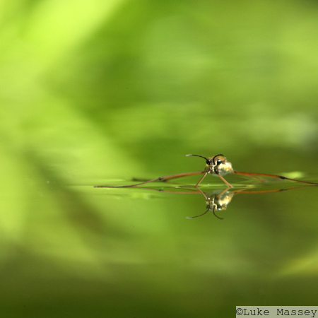 Species List | Canal Safari