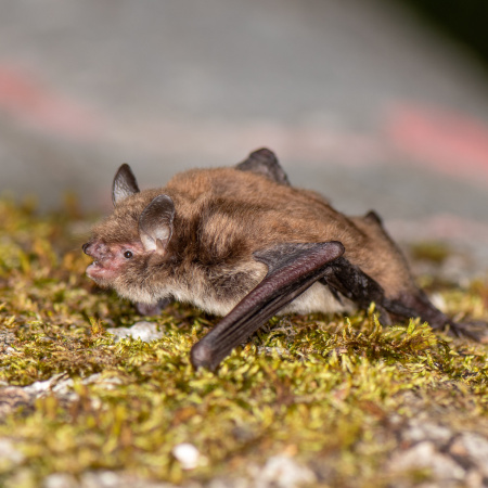 Species List | Canal Safari