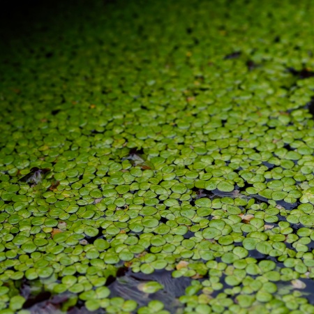 Species List | Canal Safari