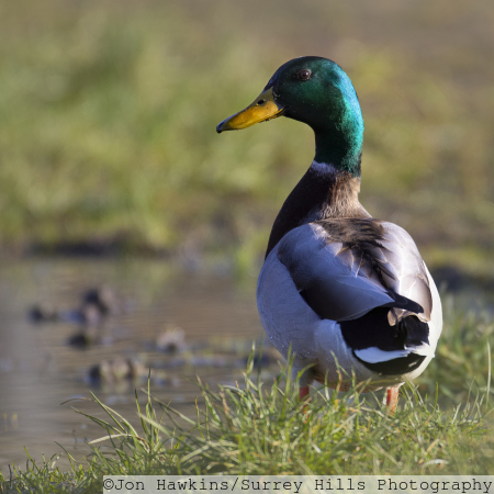 Species List | Canal Safari