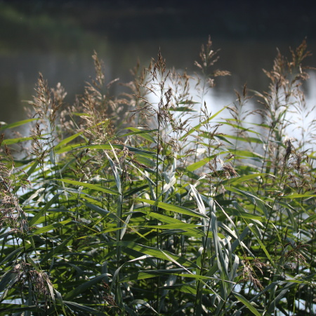 Species List | Canal Safari