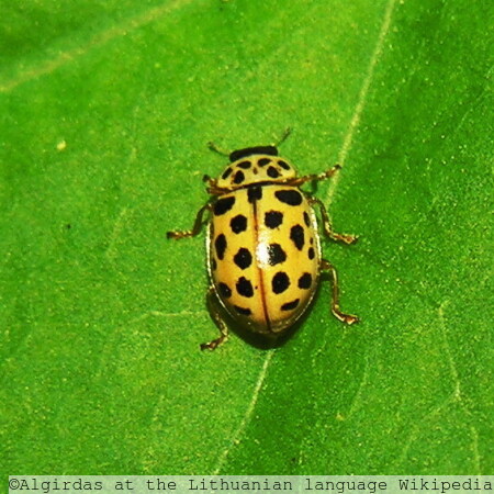 Species List | Canal Safari