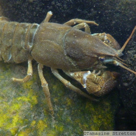 Species List | Canal Safari